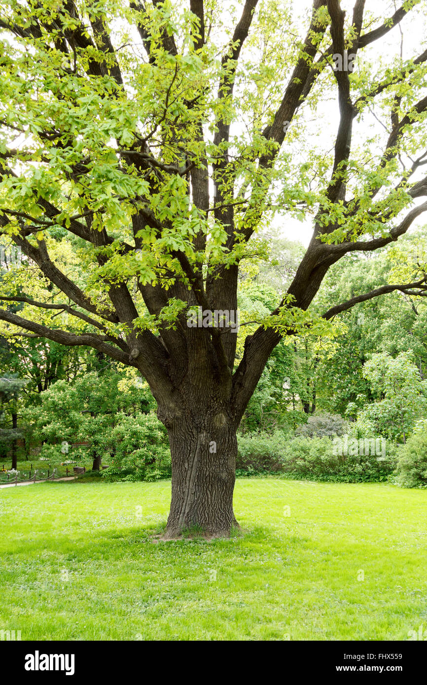 Arbustes pelouse et arbres du parc Photo Stock - Alamy