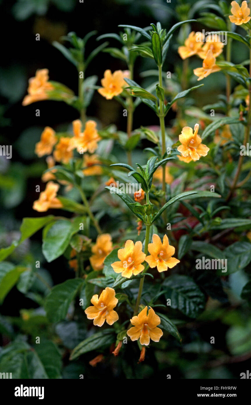 Sticky monkey flower Banque de photographies et d’images à haute ...