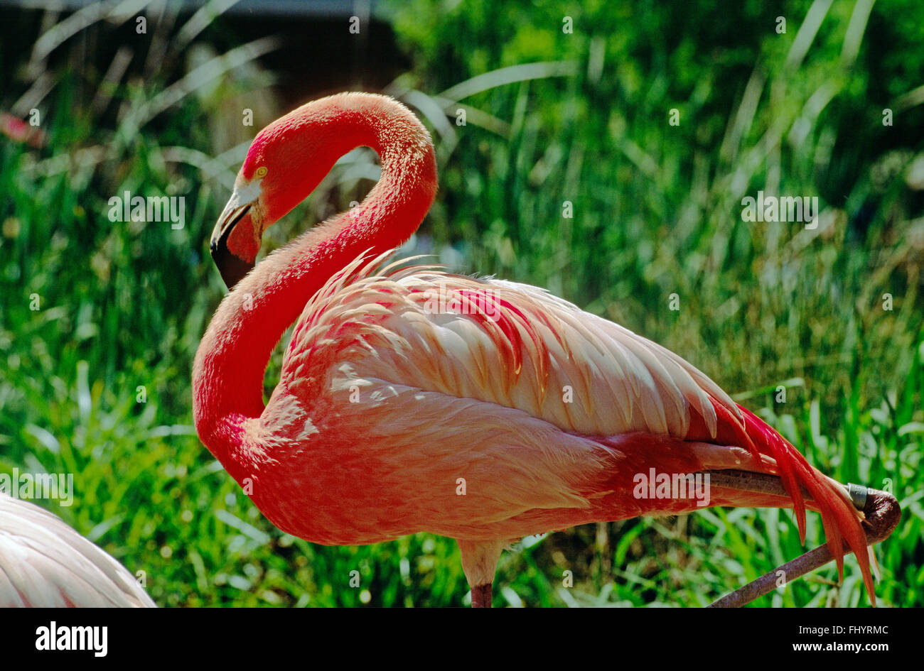 Transparence Des Couleurs Banque d'image et photos - Alamy