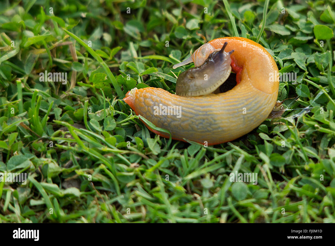 Limaces enroulées Banque de photographies et d’images à haute ...