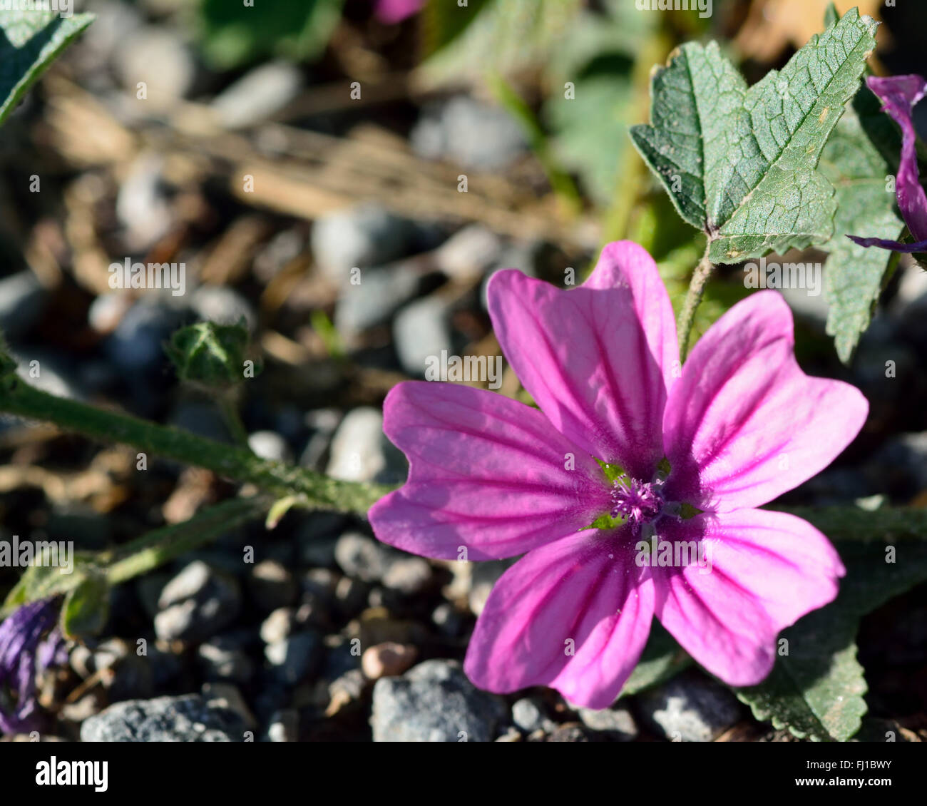 Mauve commune (Malva sylvestris). Une fleur rose d'une plante dans la ...
