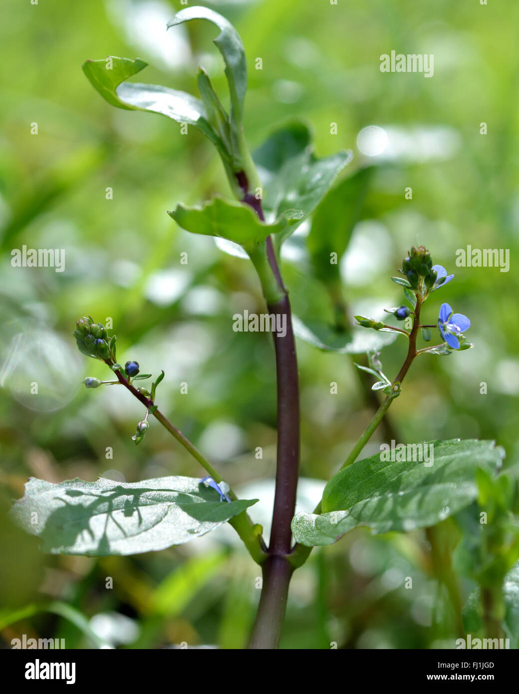 Brooklime dans l'eau Banque de photographies et d’images à haute ...