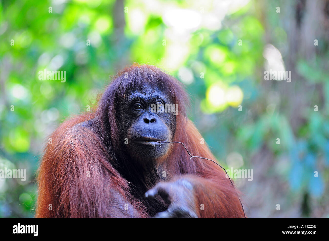 Bornéo orang outan Banque de photographies et d’images à haute ...