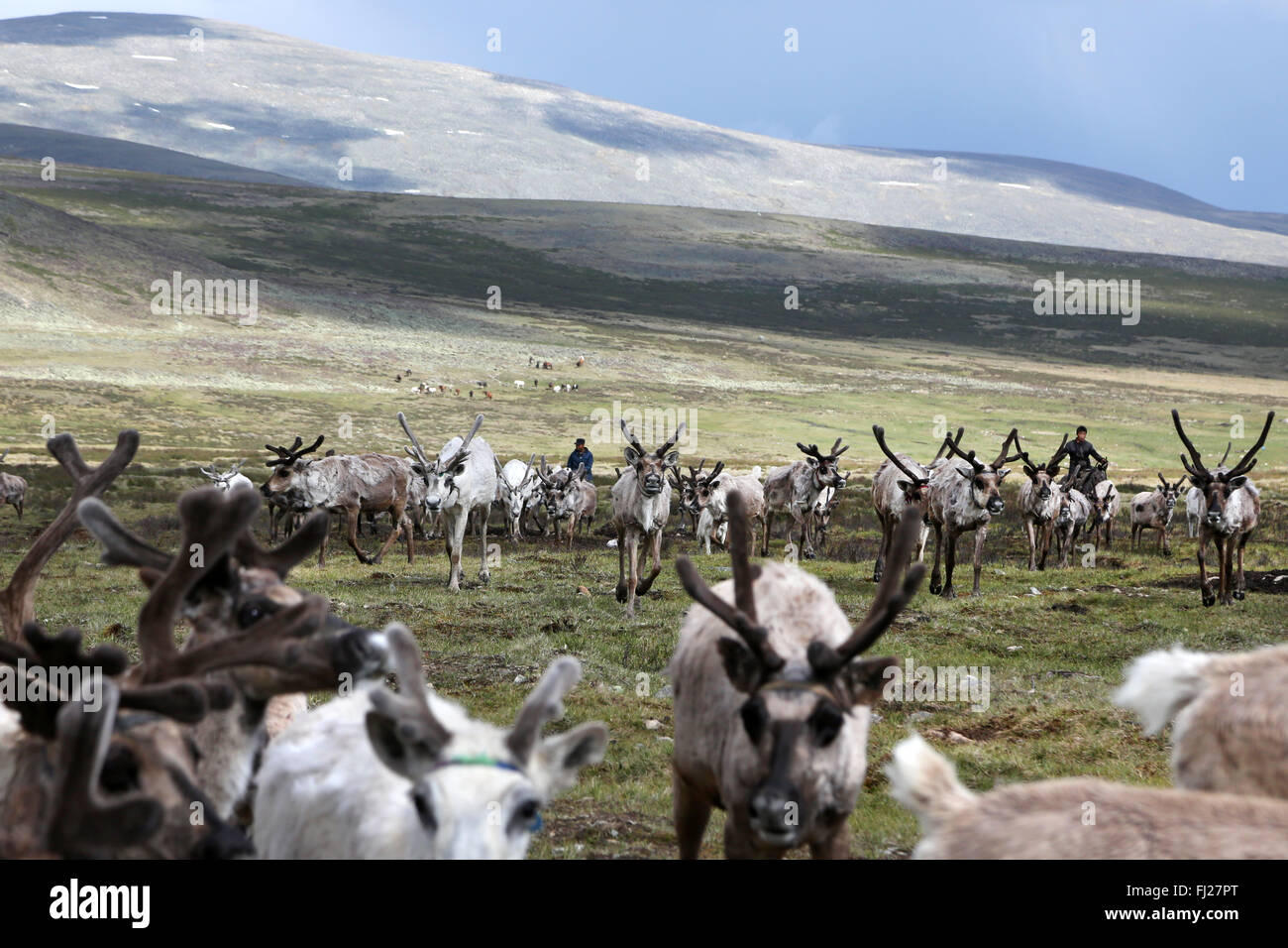 Groupe de rennes Banque de photographies et d’images à haute résolution ...