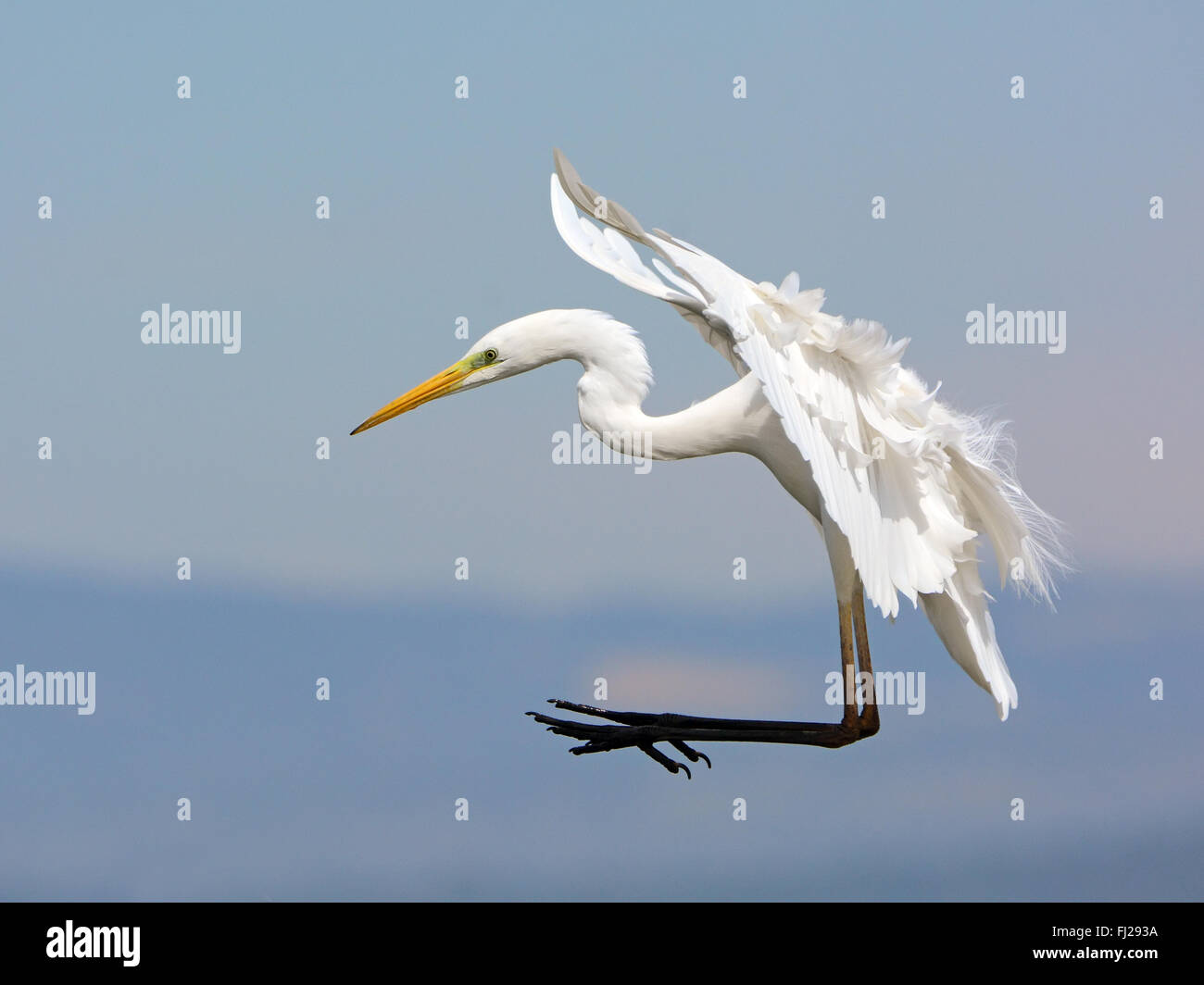 Grande aigrette Banque de photographies et d’images à haute résolution ...