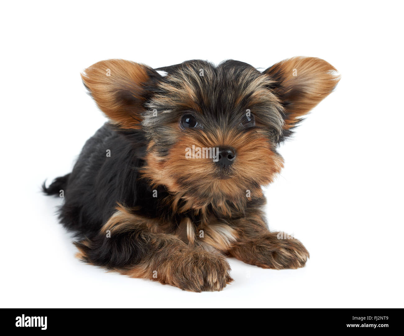 Un drôle de chiot Yorkshire Terrier avec les grandes oreilles isolé sur ...