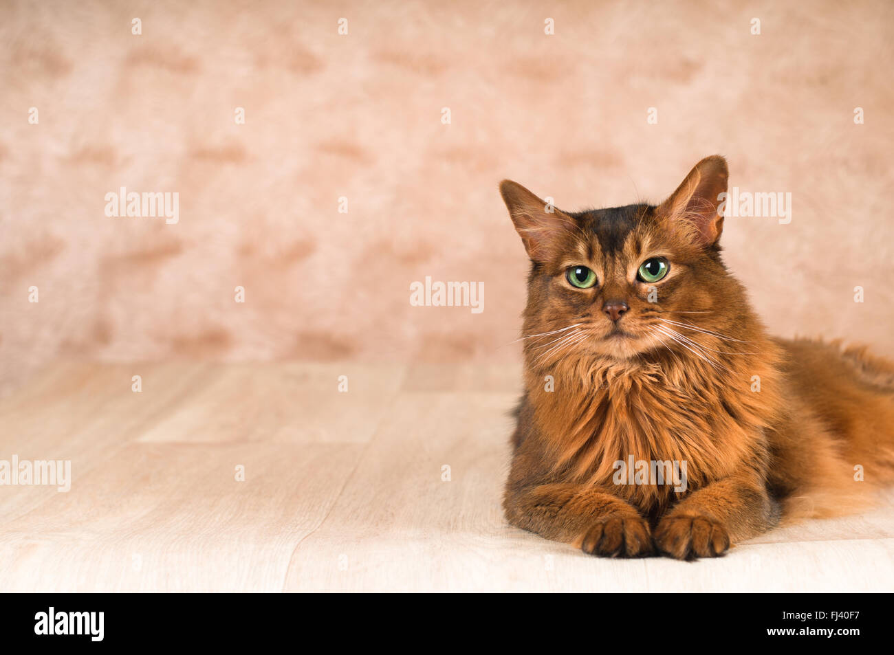 Pug profile Banque de photographies et d’images à haute résolution - Alamy