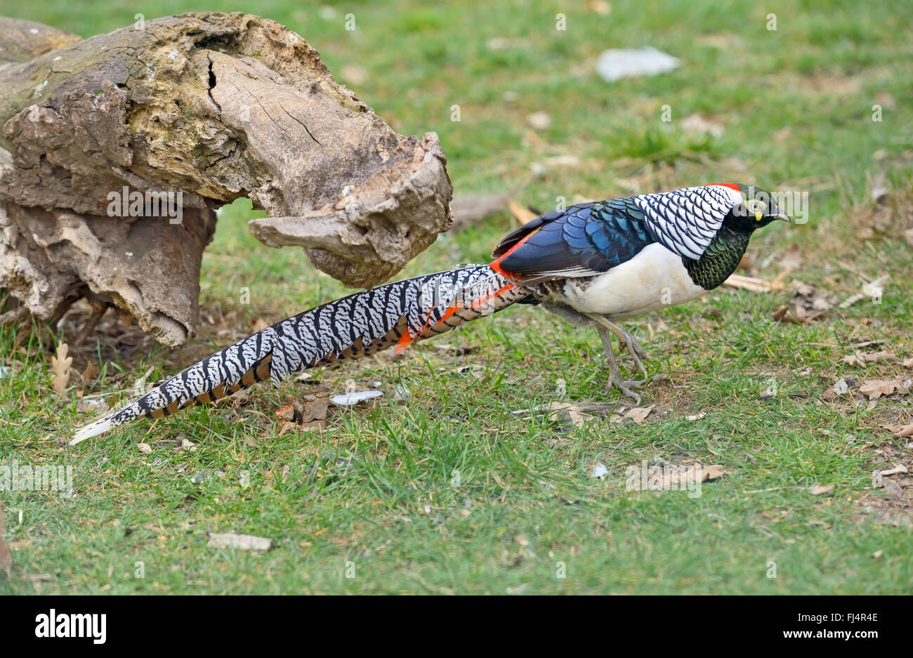 Faisan doré Banque de photographies et d’images à haute résolution - Alamy