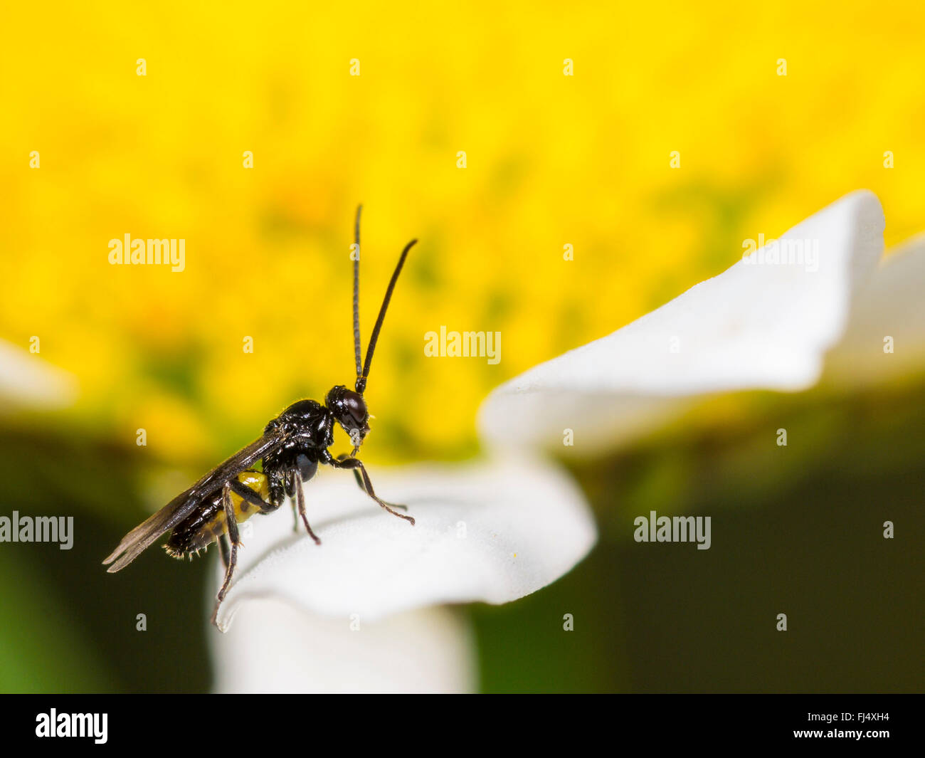 Braconides, braconides (WASP), homme atrator Bracon sur la fleur de ...
