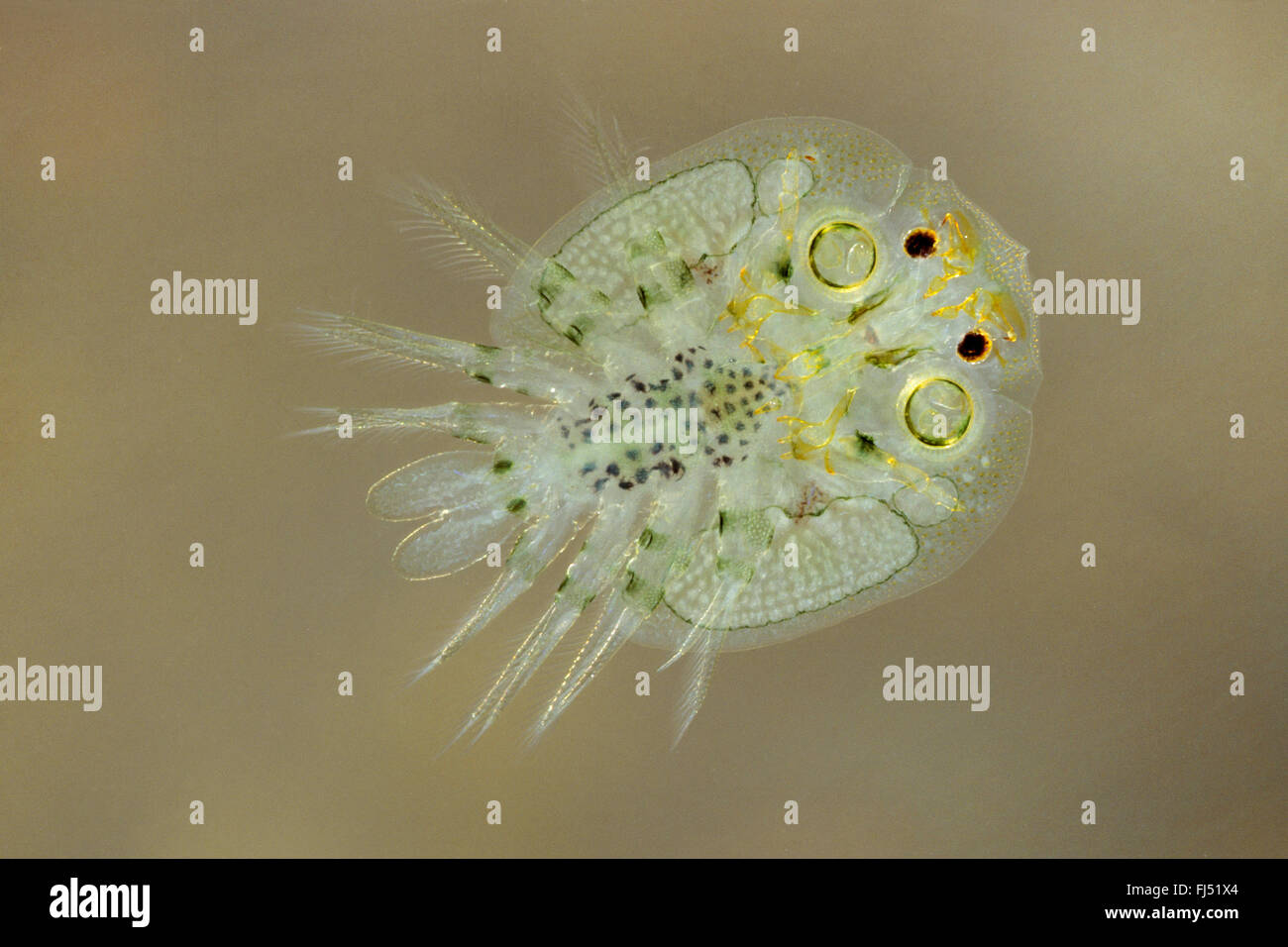 Les poux de poisson Banque de photographies et d’images à haute ...