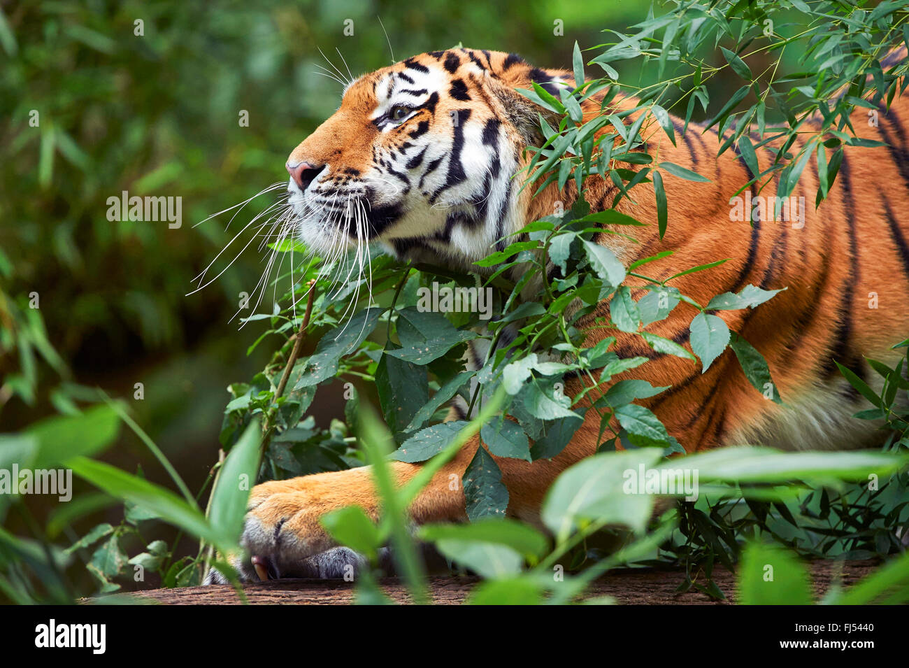 Tigres de sibérie Banque de photographies et d’images à haute ...