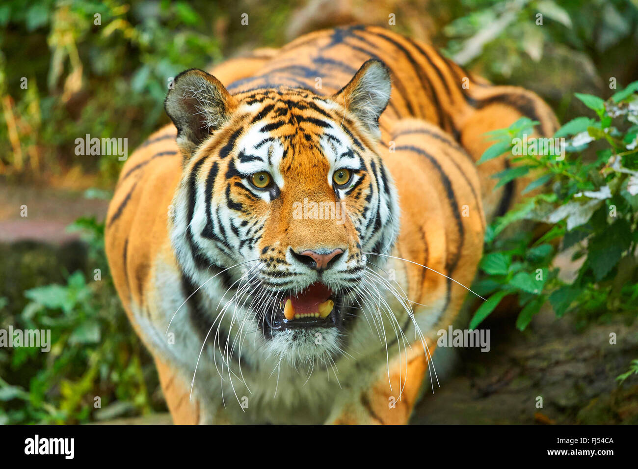 Tigre de Sibérie, Amurian tigre (Panthera tigris altaica), mensonge ...