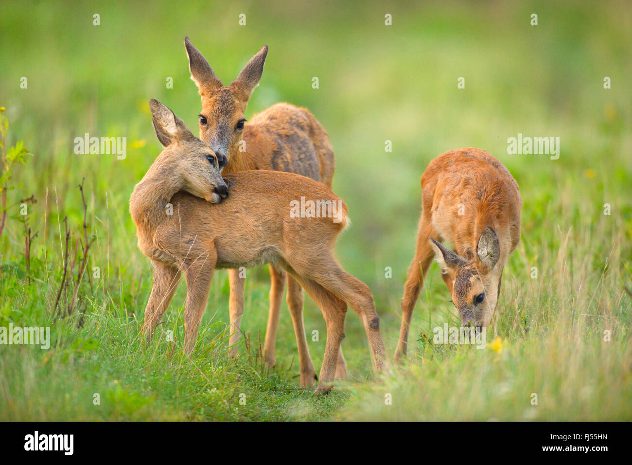 Biche et faons Banque de photographies et d’images à haute résolution ...