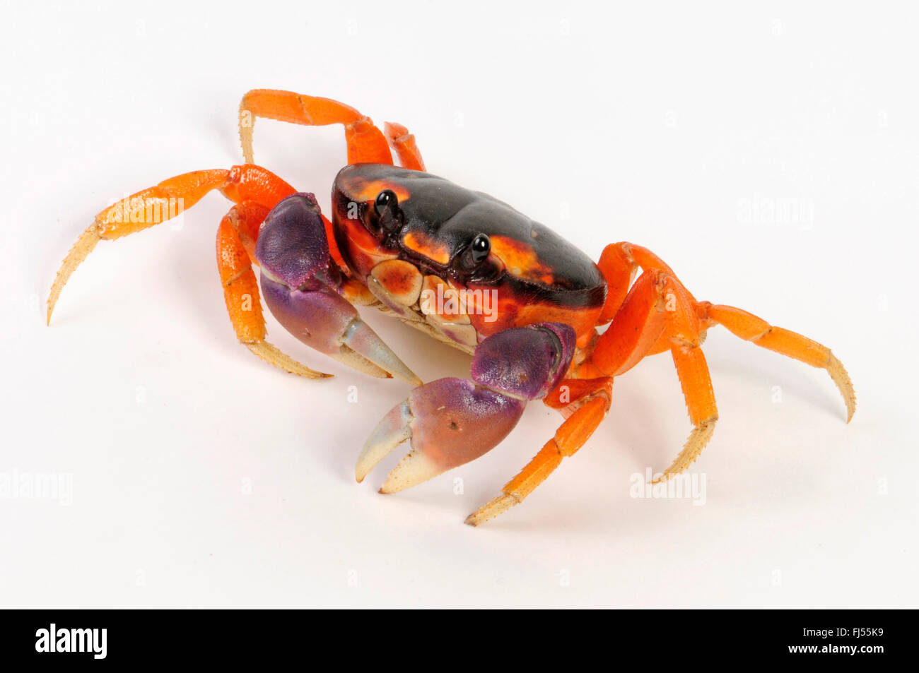 Brabuda Land Crab Banque d'image et photos - Alamy