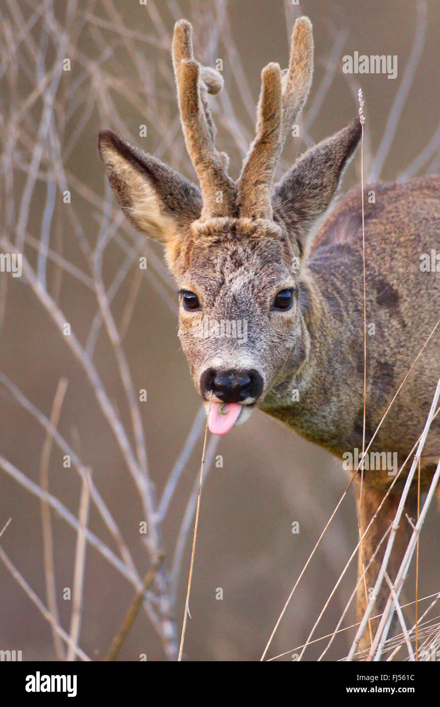 Le chevreuil (Capreolus capreolus), buck, cornes de velours, portrait ...