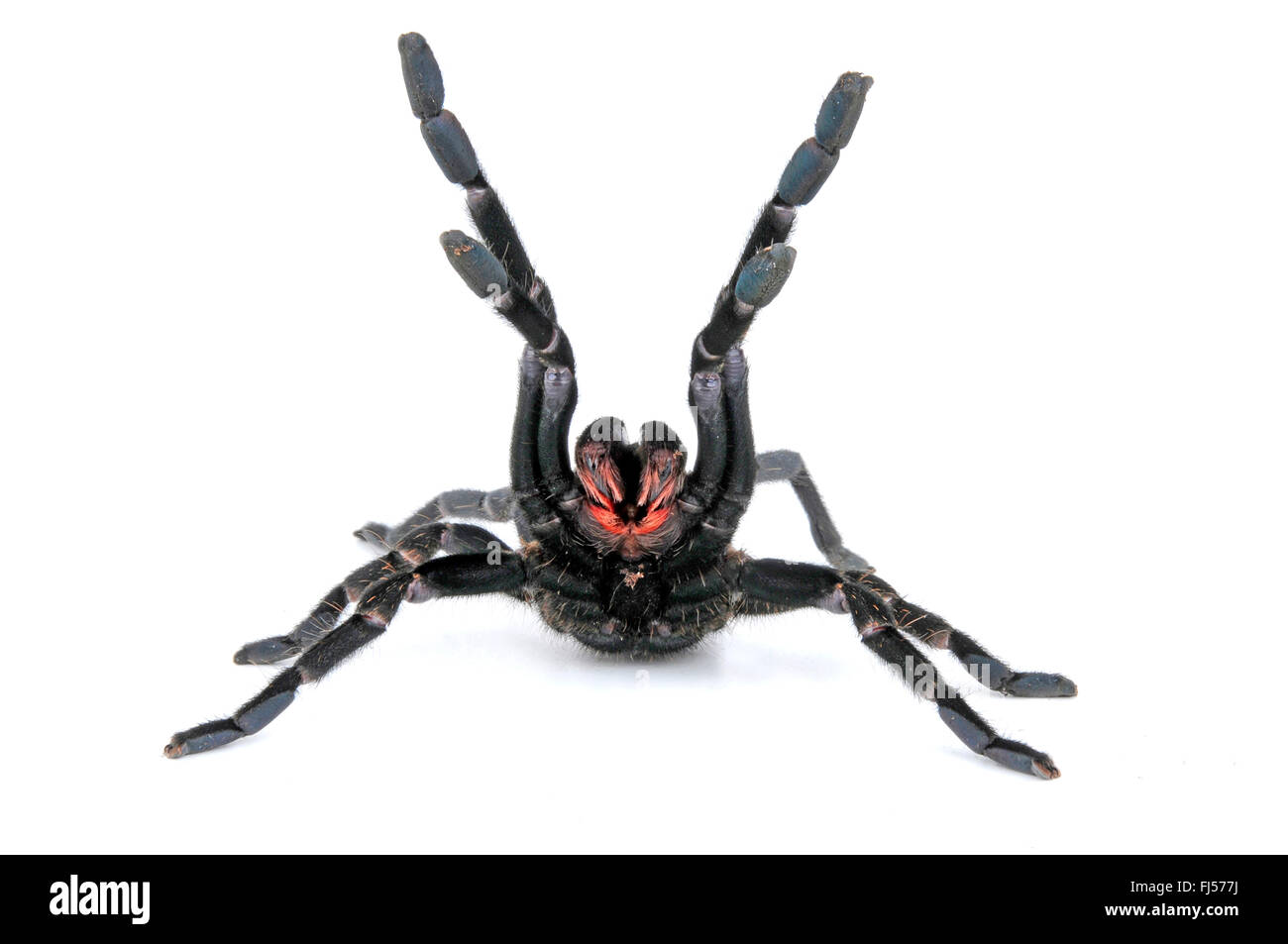 Bird spider in defence posture Banque de photographies et d’images à ...