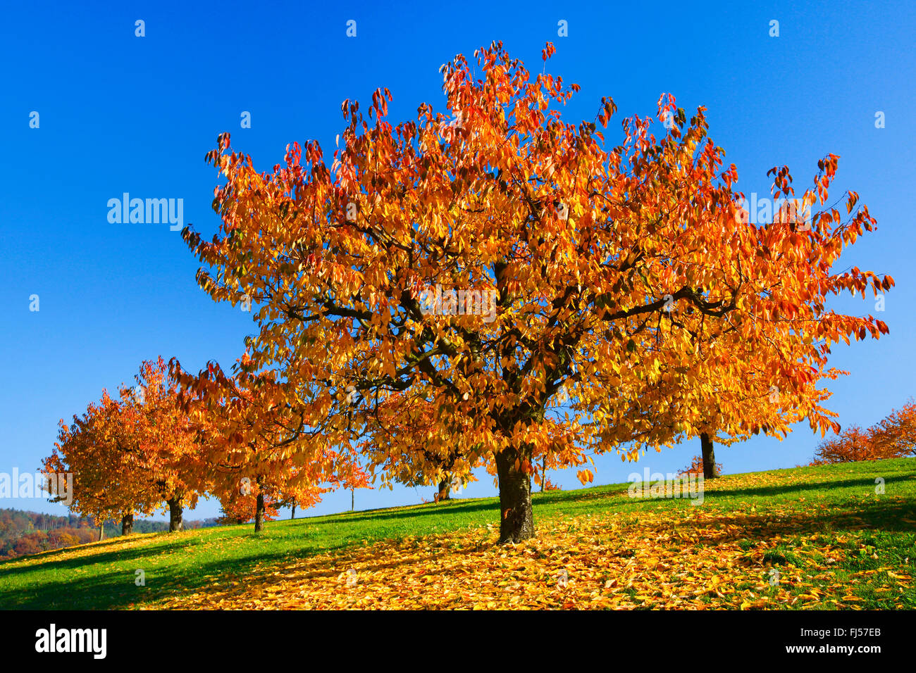 Cherry Tree, le cerisier (Prunus avium), arbre de la cerise dans autuum ...