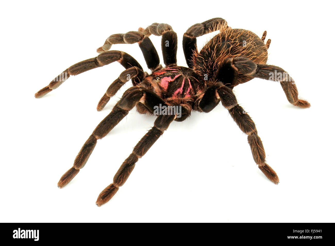 Pleine longueur tous les noirs Banque d'images détourées - Alamy