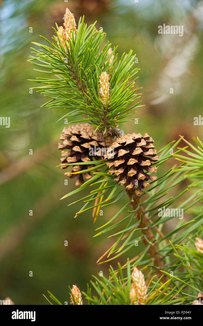 Pinus sylvestris cone Banque de photographies et d’images à haute ...