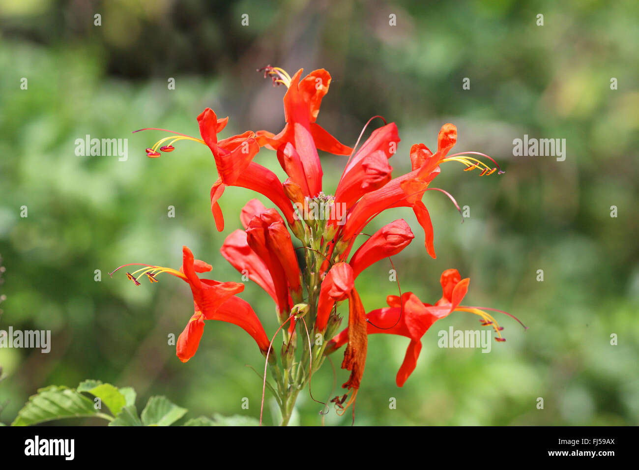 Plante de sauge écarlate Banque de photographies et d’images à haute ...
