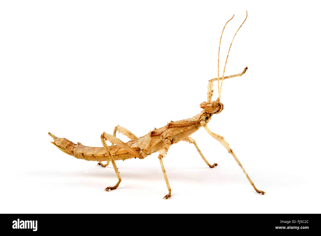 Philippine insects Banque d'images détourées - Alamy