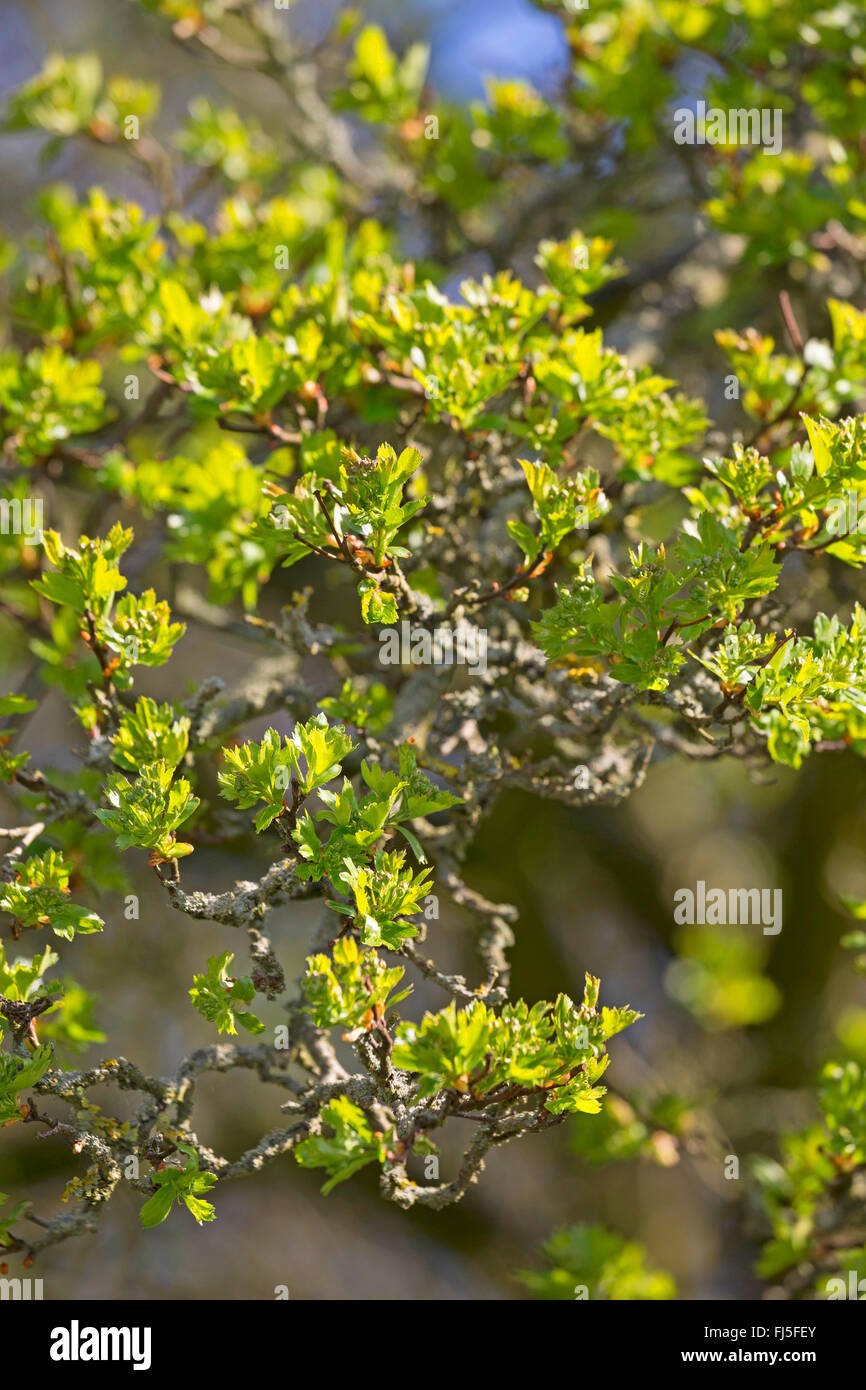 Feuille de crataegus monogyna Banque de photographies et d’images à ...