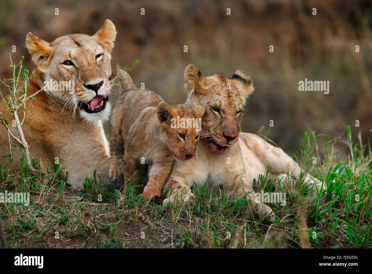 Lionne avec trois enfants Banque de photographies et d’images à haute ...
