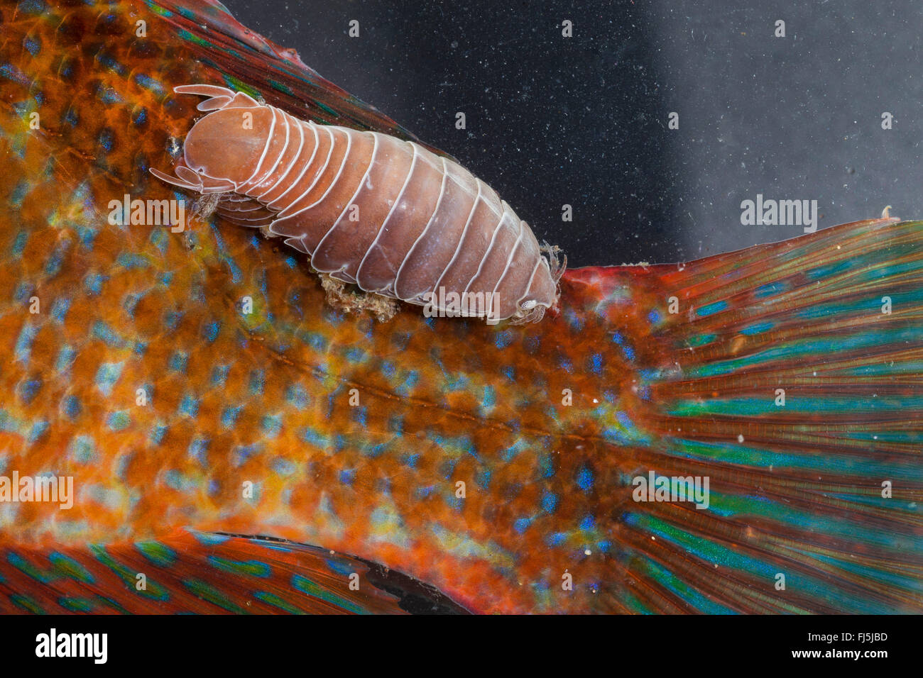Parasite des poissons marins Banque de photographies et d’images à ...