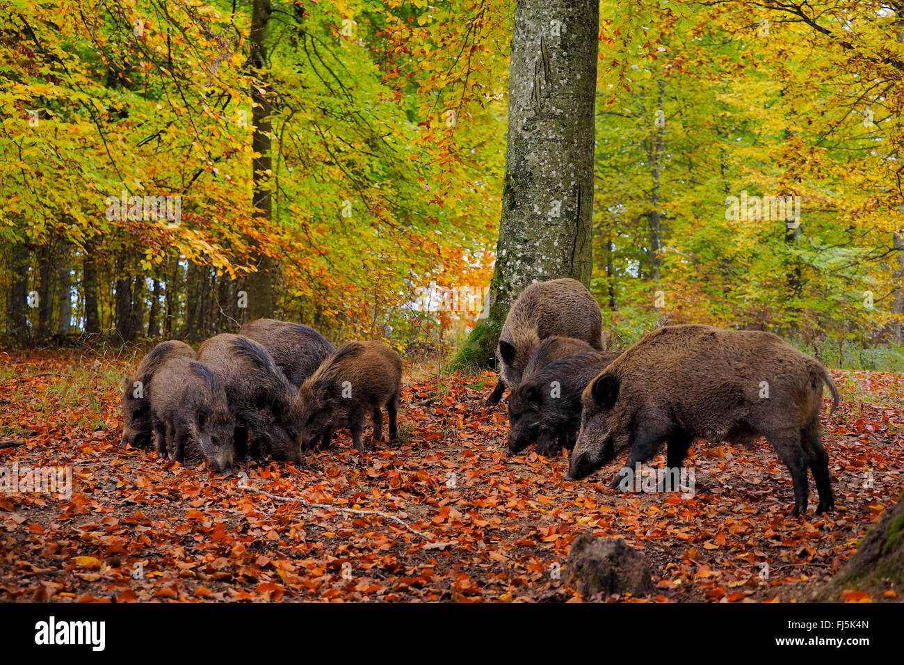 Le sanglier, le porc, le sanglier (Sus scrofa), sondeur de sanglier en ...