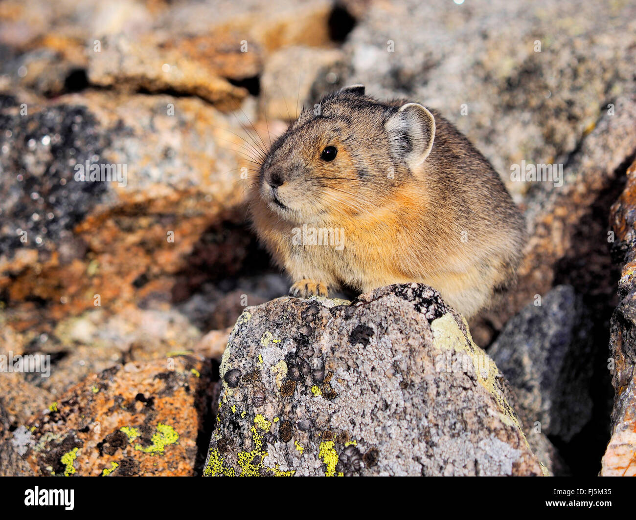 Pikas américains Banque de photographies et d’images à haute résolution ...