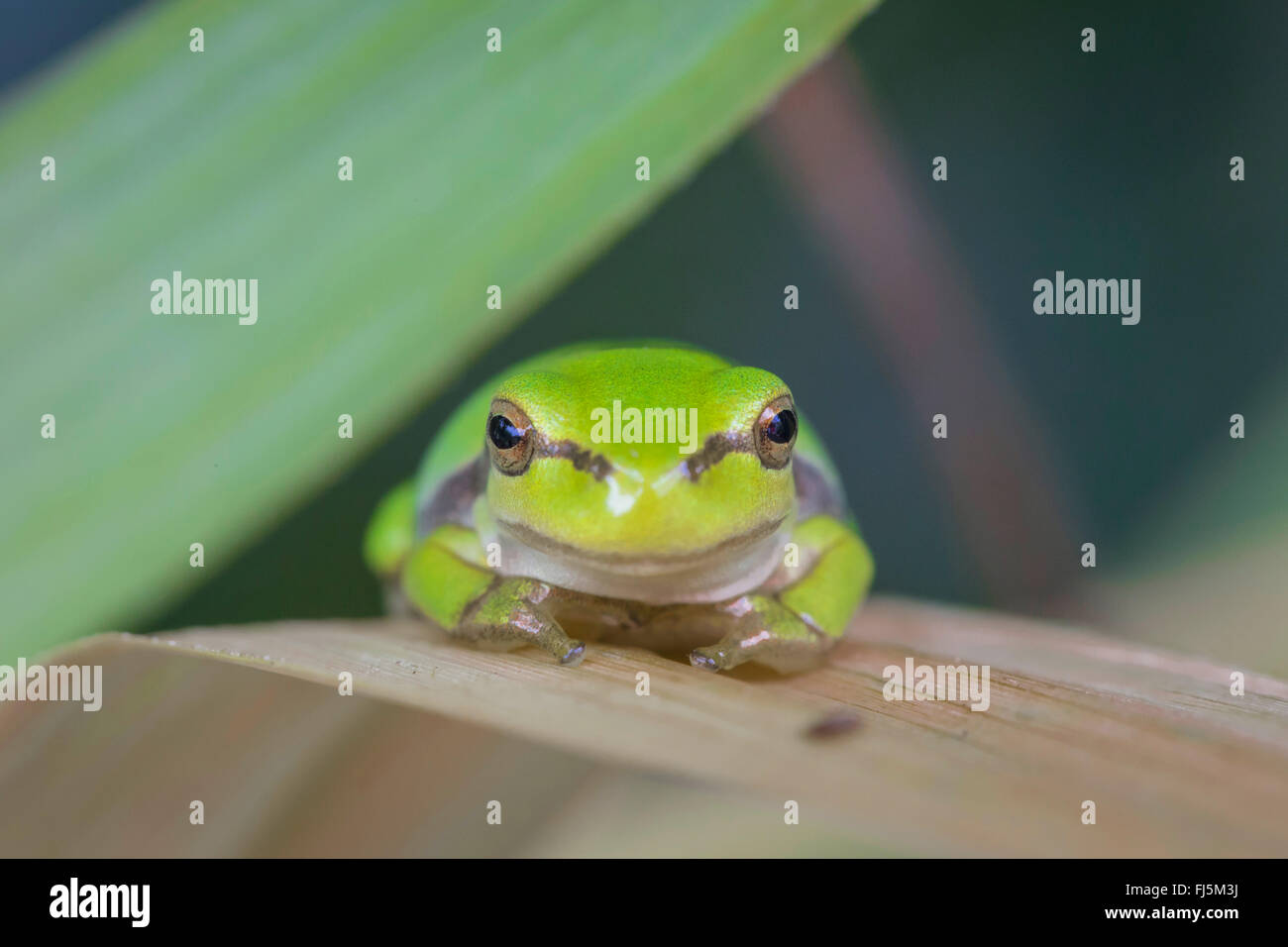 Grenouilles des roseaux Banque de photographies et d’images à haute ...