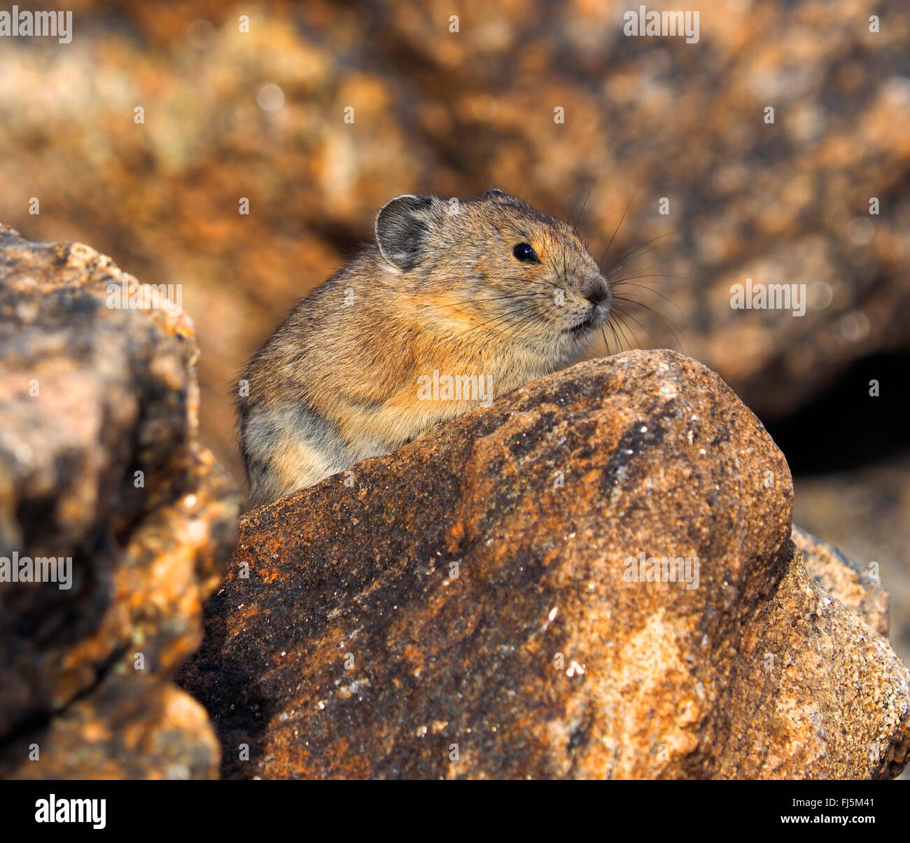 Pika américain Banque de photographies et d’images à haute résolution ...