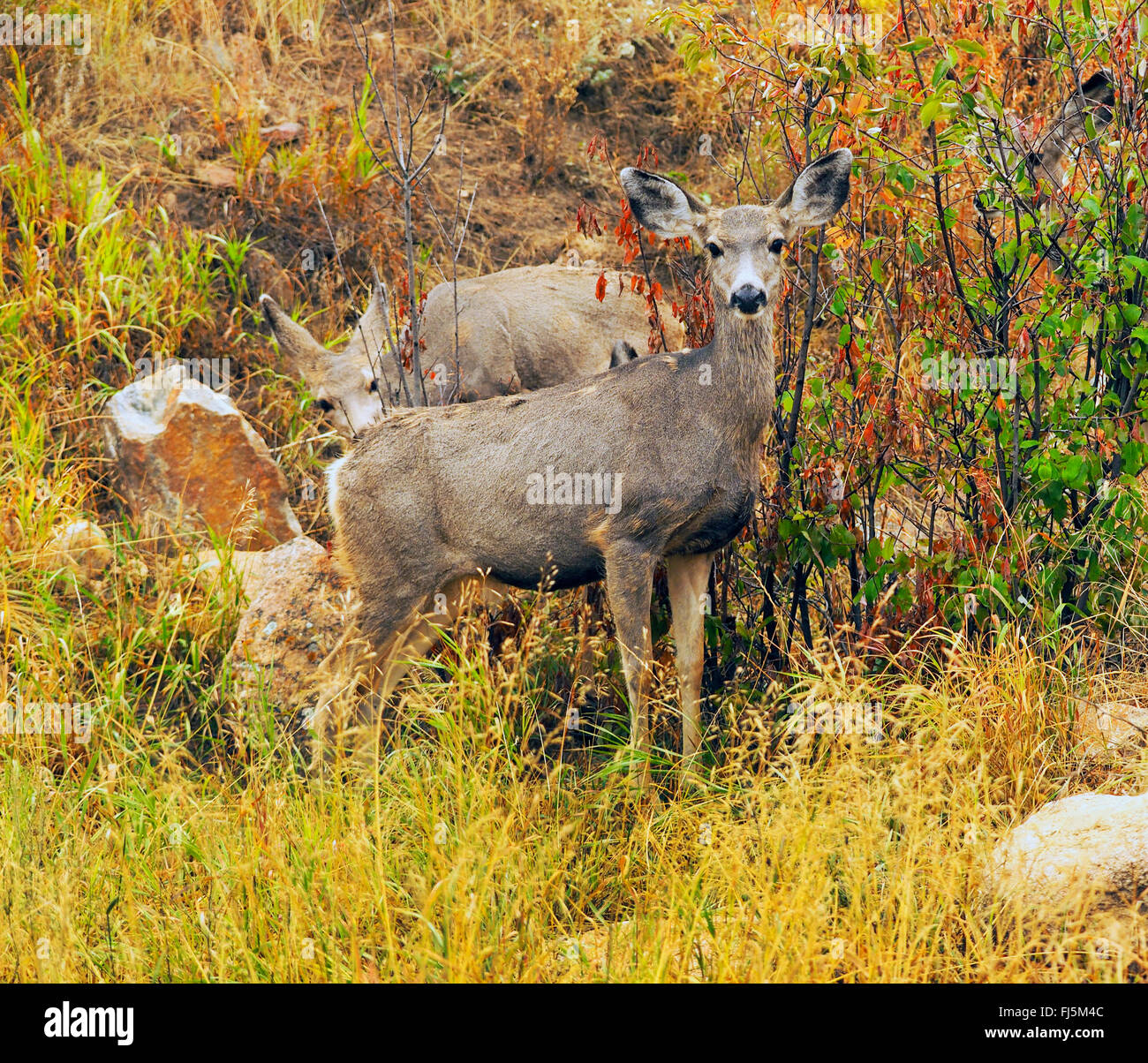 Cerf mulet femelle dans le parc Banque de photographies et d’images à ...