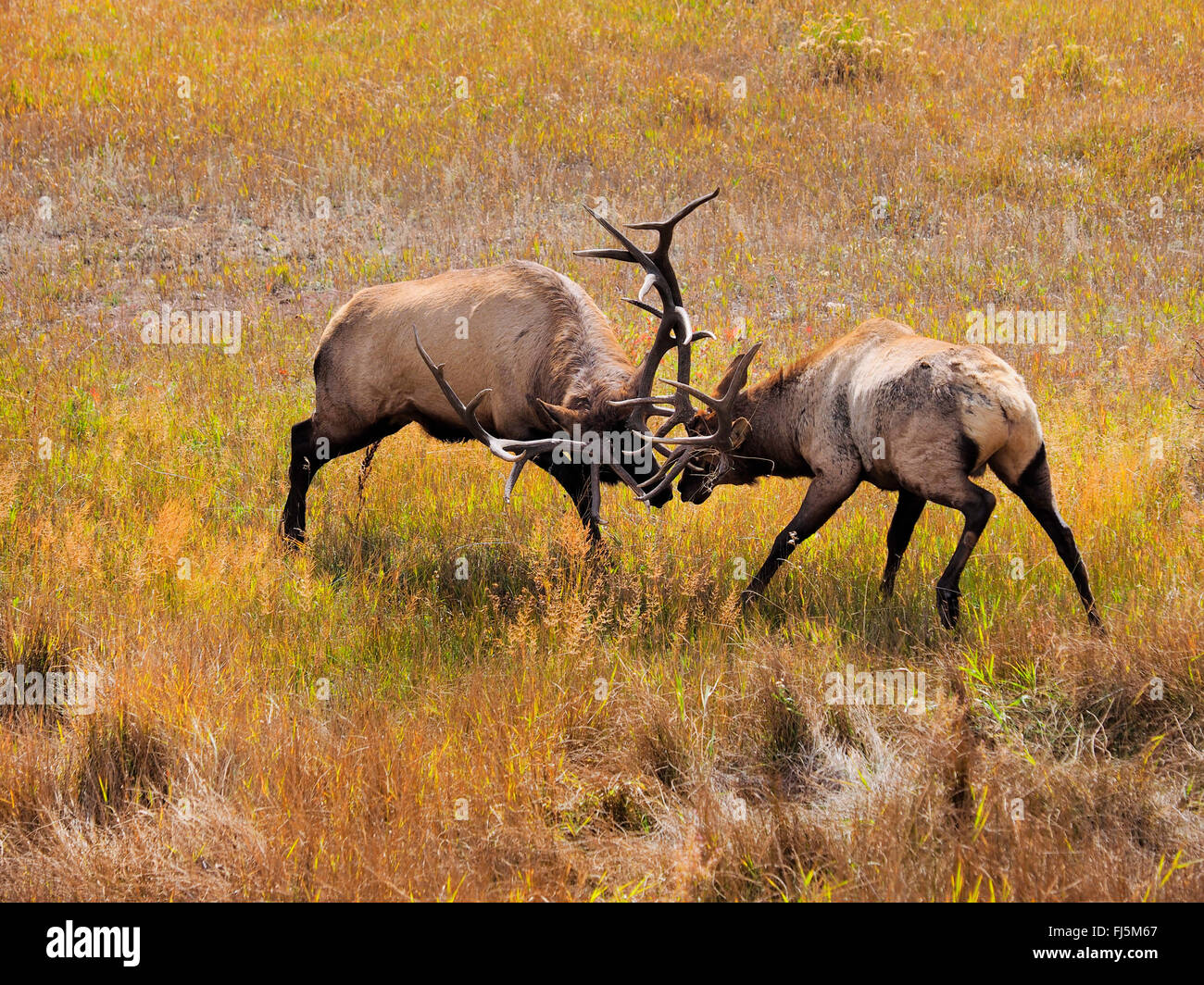 Wapiti Cervus Elaphus Canadensis Banque d'image et photos - Alamy