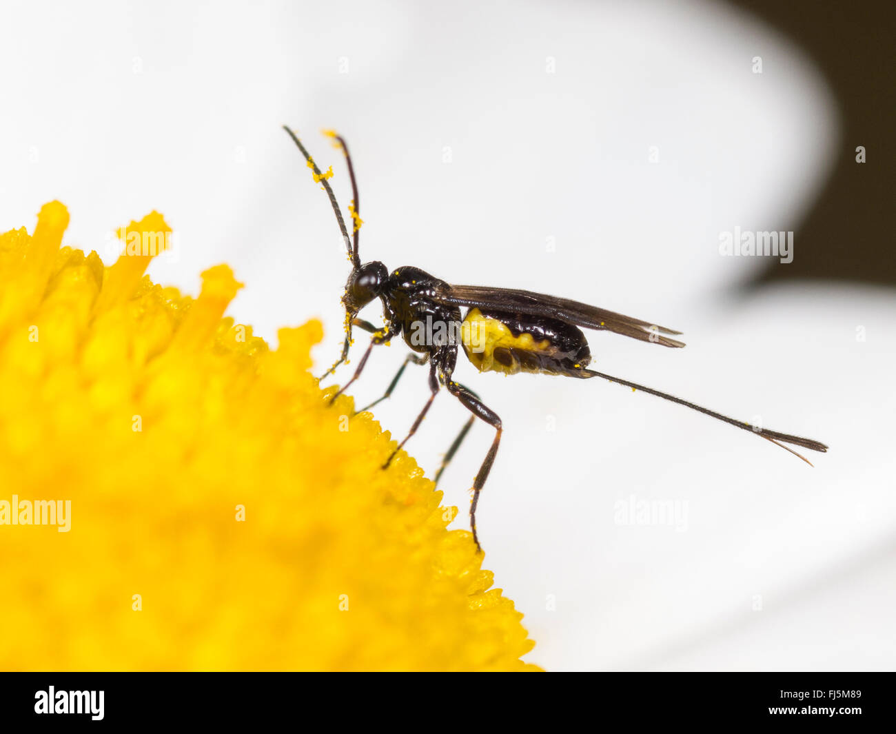 Braconid laying its egg Banque de photographies et d’images à haute ...