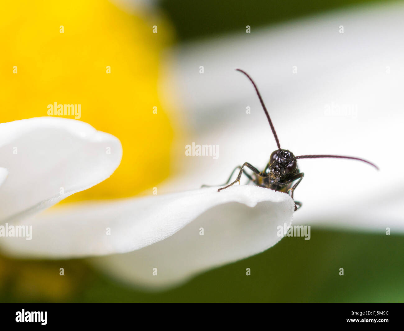 Braconides, braconides (WASP), homme atrator Bracon sur la fleur de ...