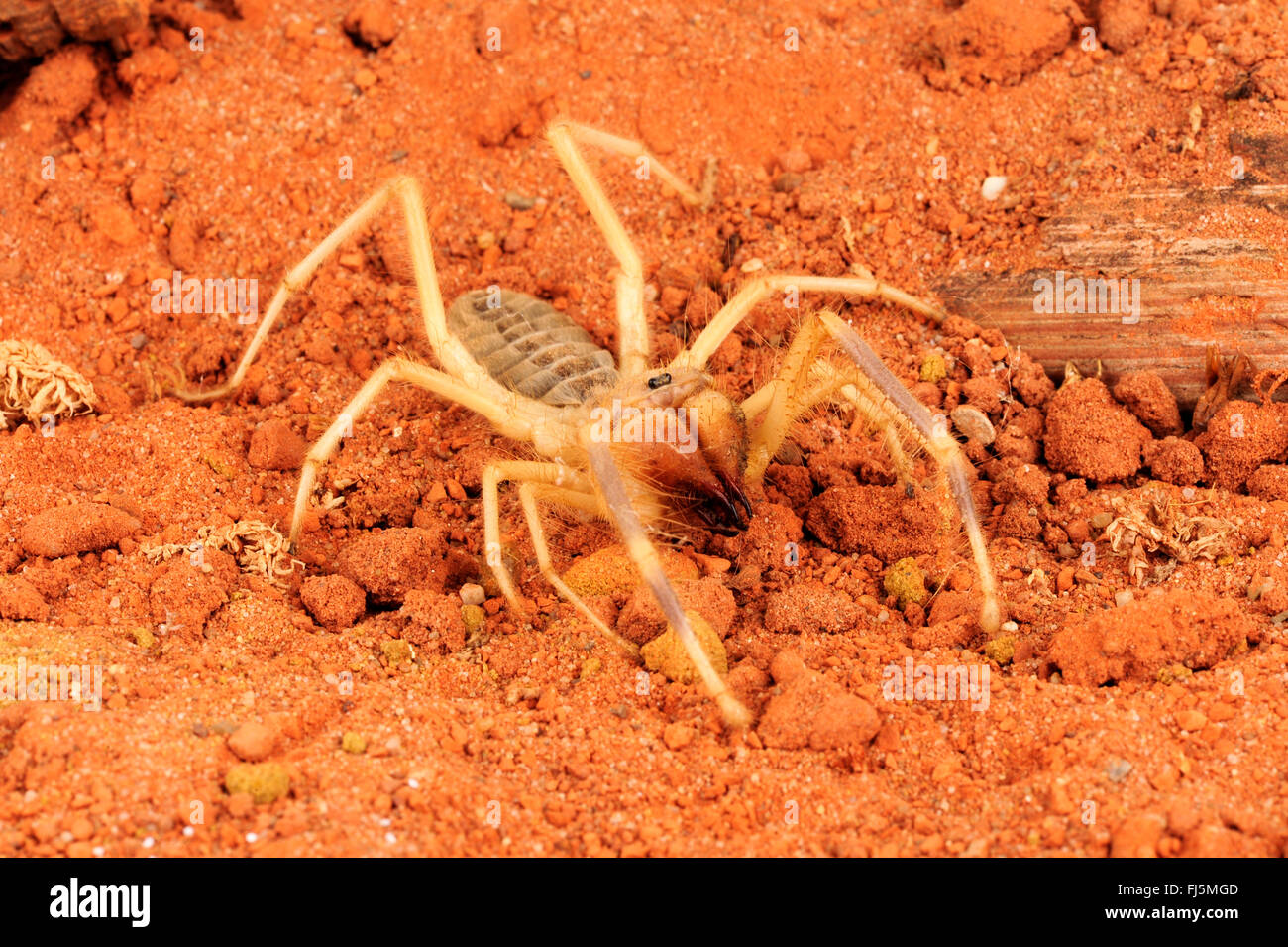 Solifugid géant égyptien, bien des araignées, les araignées, les faux ...