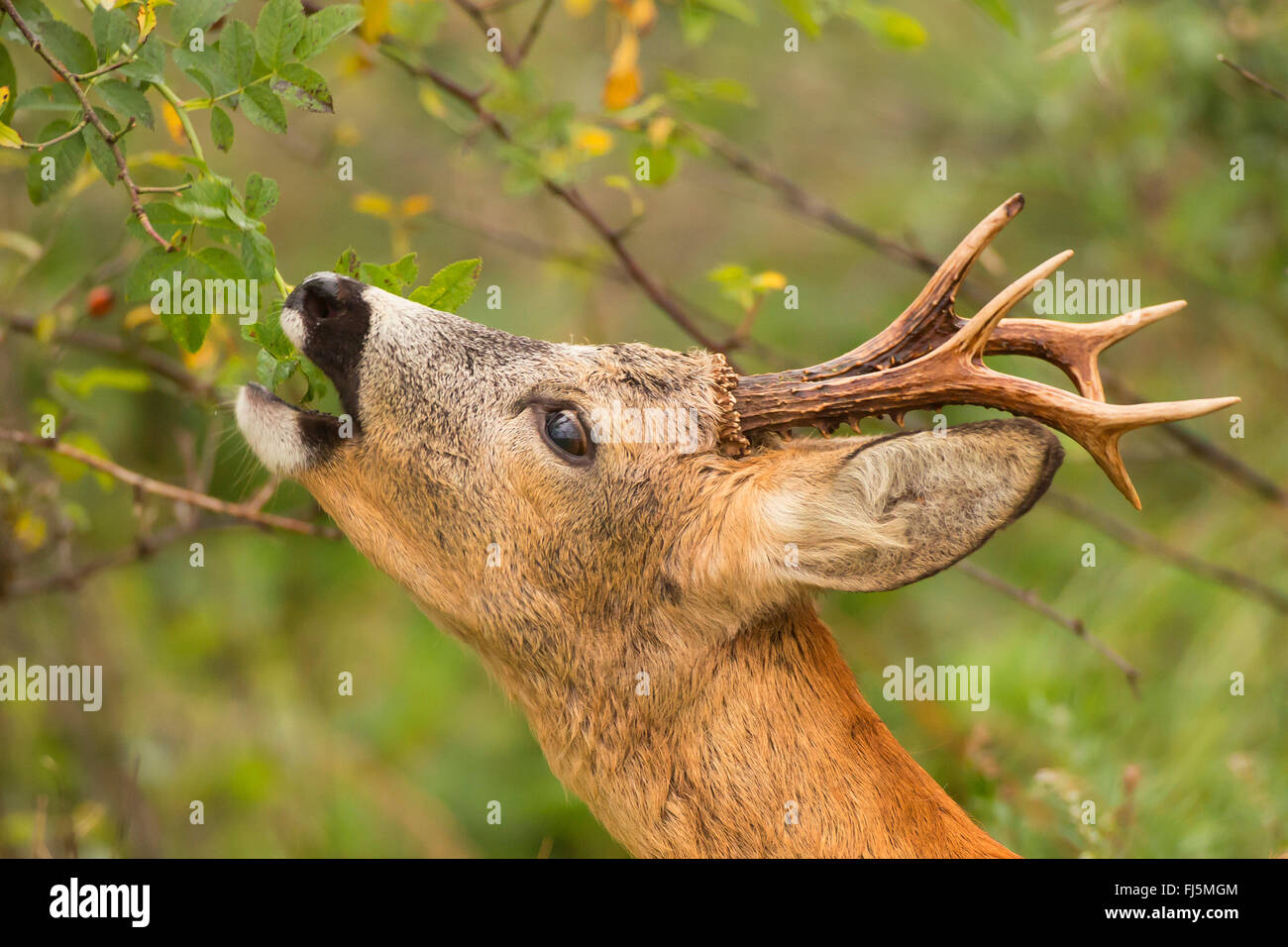 Le chevreuil (Capreolus capreolus), manger roe buck, portrait ...