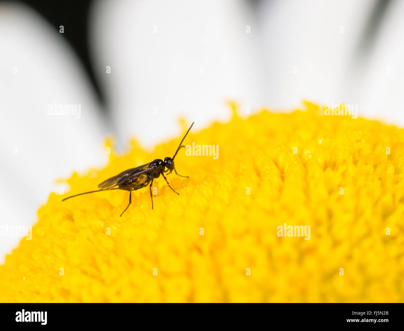 Braconides, braconides (WASP), Femme atrator Bracon sur une fleur de ...