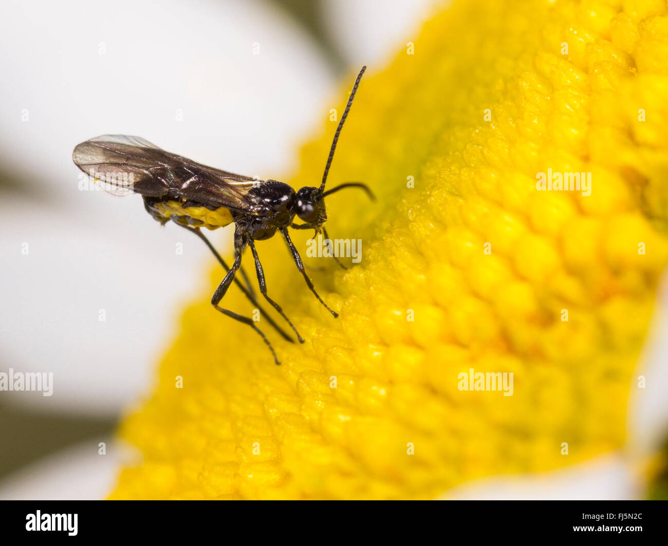 Braconid egg Banque de photographies et d’images à haute résolution - Alamy
