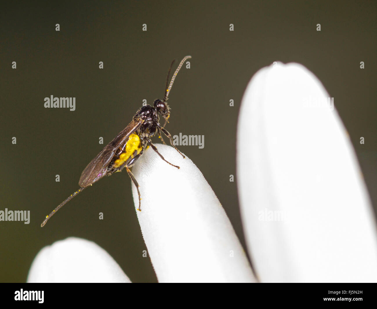 Braconides, braconides (WASP), Femme atrator Bracon sur une fleur de ...
