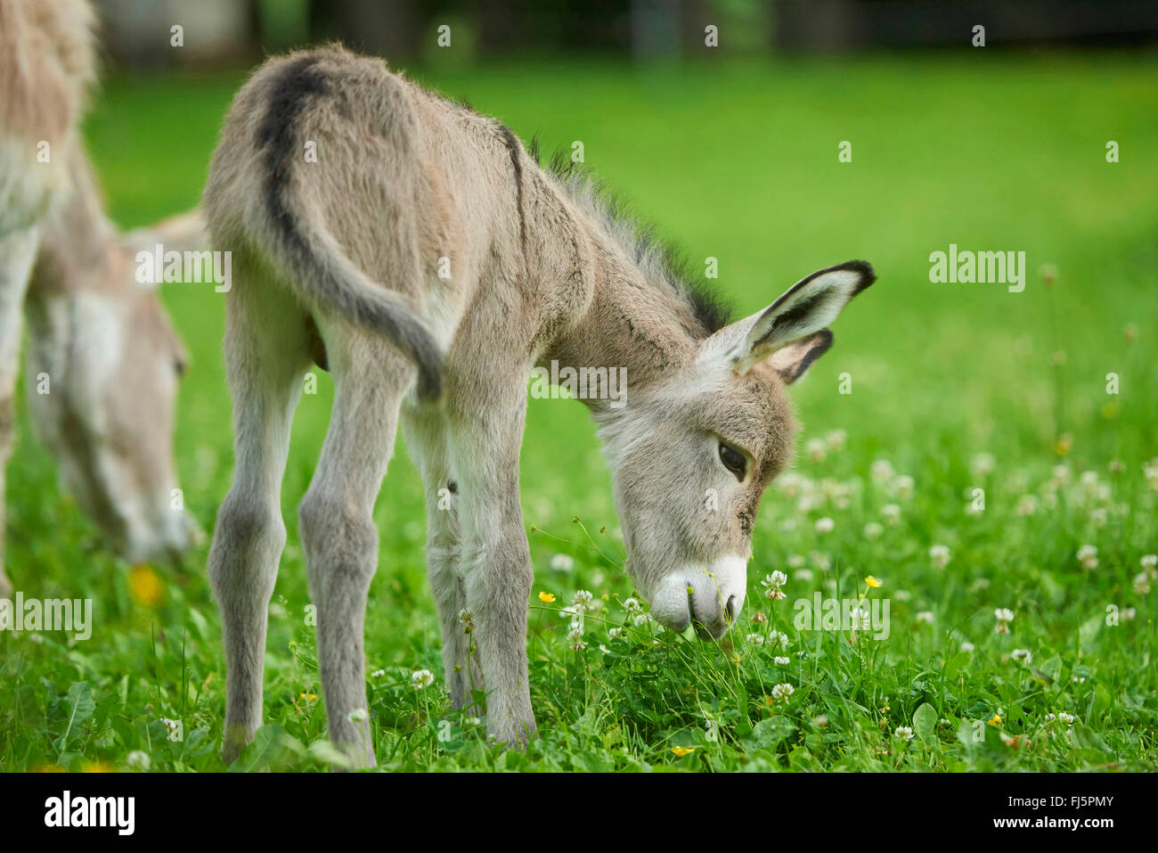 L'âne domestique (Equus asinus asinus), huit heures donkey foal avec la ...