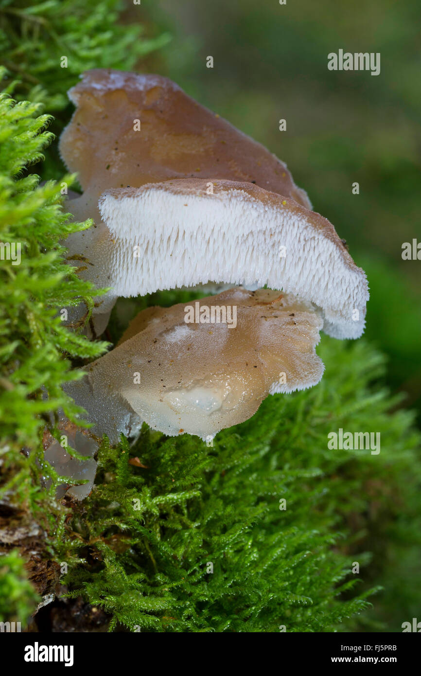 Jelly crantée, champignon champignons hérisson faux, langue de chat ...