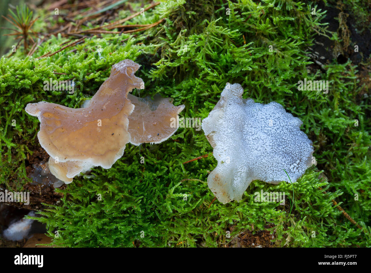 Jelly crantée, champignon champignons hérisson faux, langue de chat ...