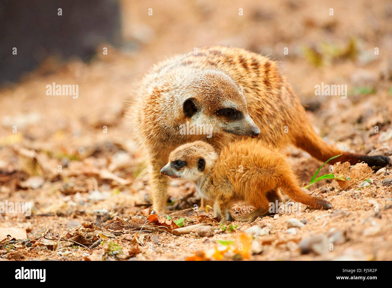 Chiots Suricates Banque d'image et photos - Alamy