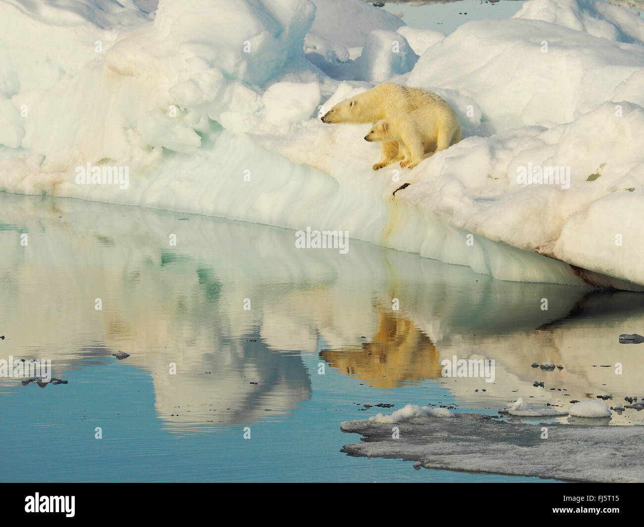 Banquise ours polaire ursus maritimus Banque de photographies et d ...