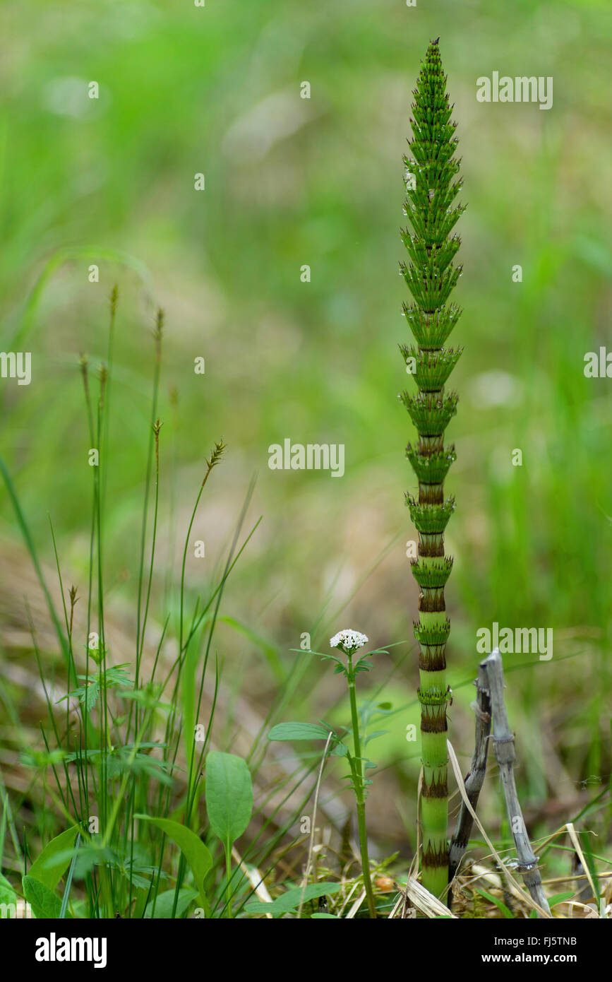 Grande Prêle (Equisetum telmateia, Equisetum telmateja, Equisetum ...