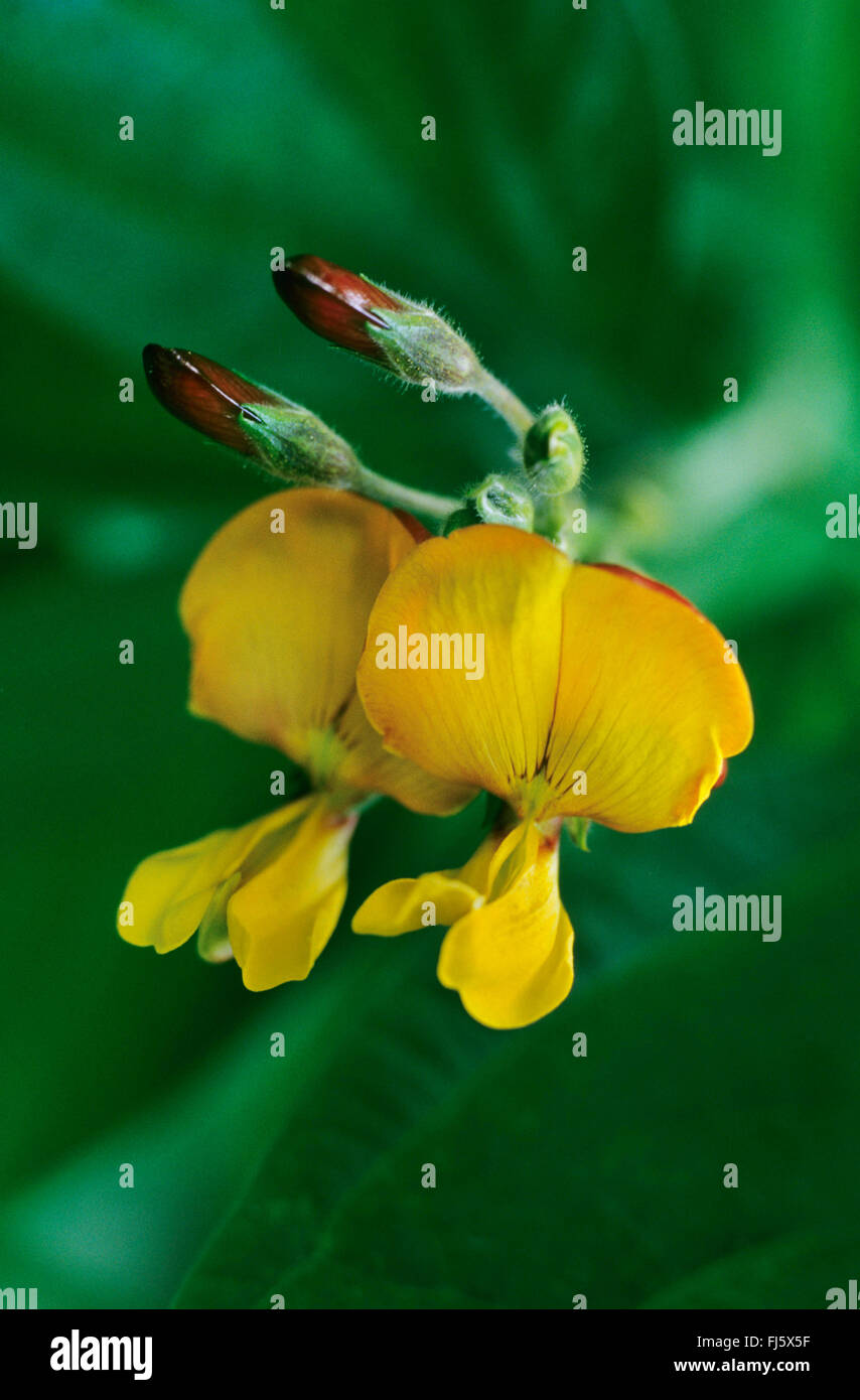 Congo pea Banque de photographies et d’images à haute résolution - Alamy