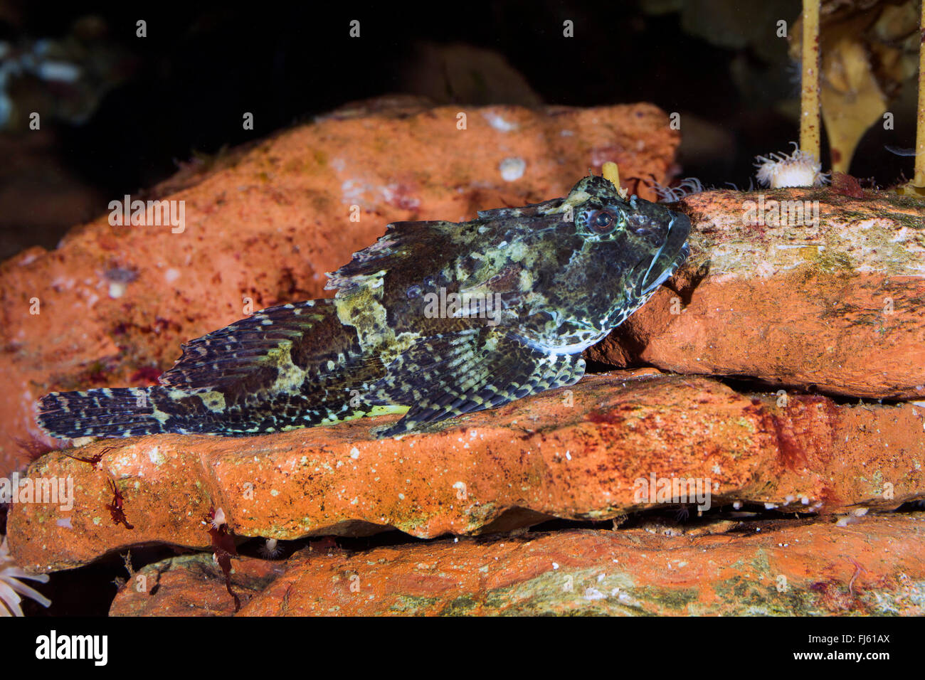 Chabot tacheté Banque de photographies et d’images à haute résolution ...