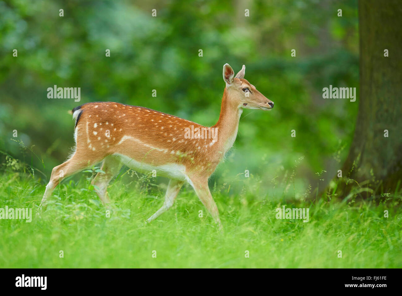 Daims Dans La Nature Banque d'image et photos - Alamy